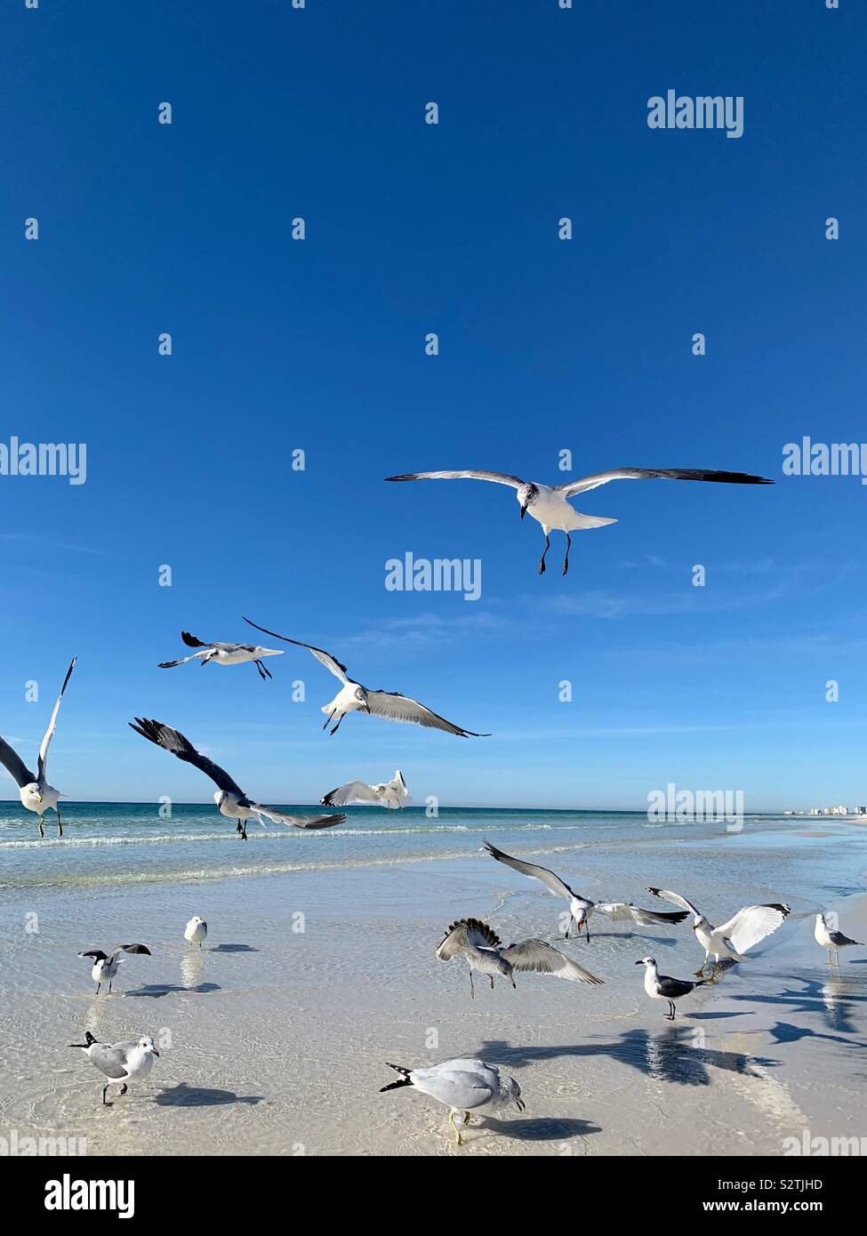 Large group of gulls on the beach inflight and standing on the sand ...