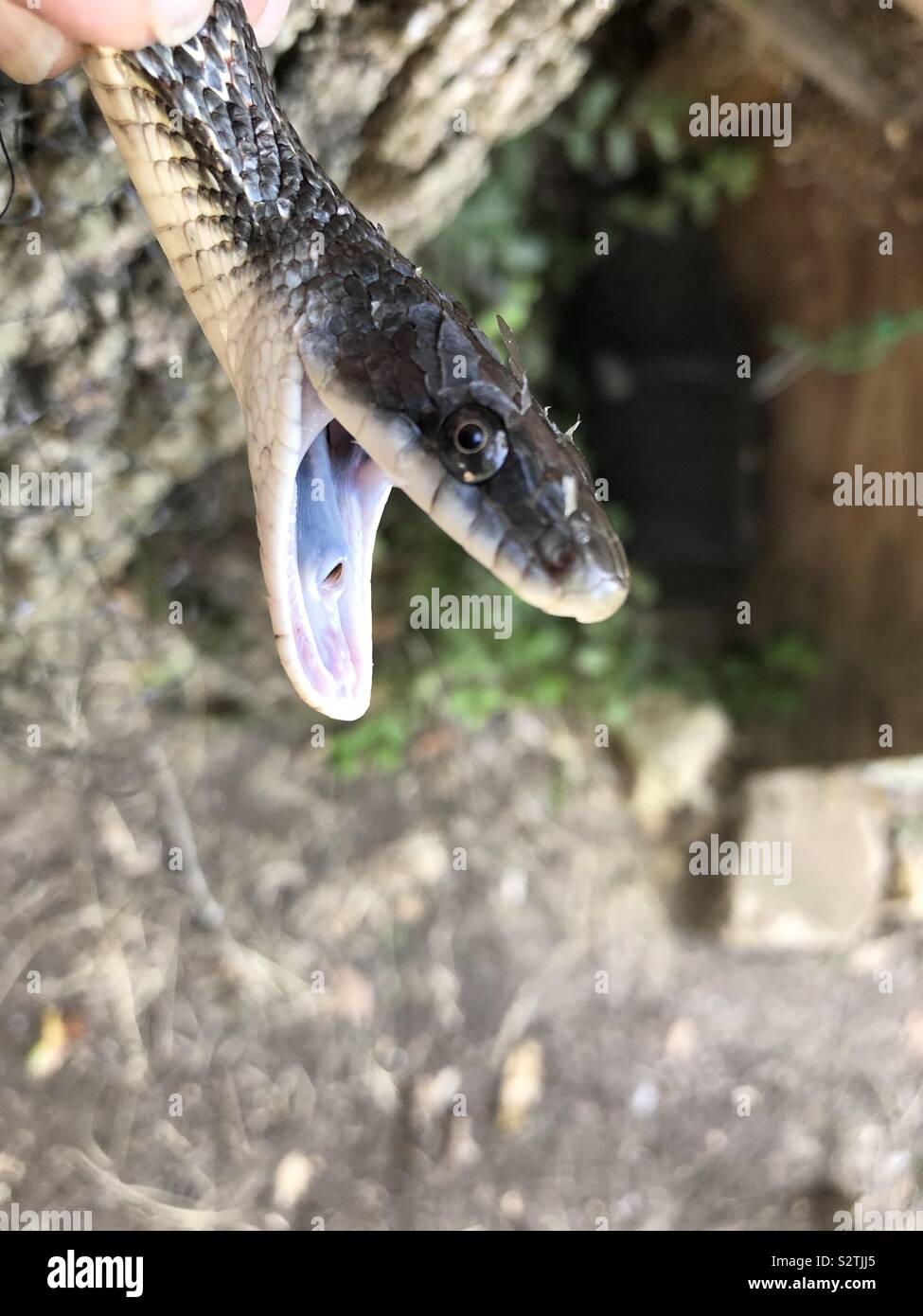 Snake bite hi-res stock photography and images - Alamy