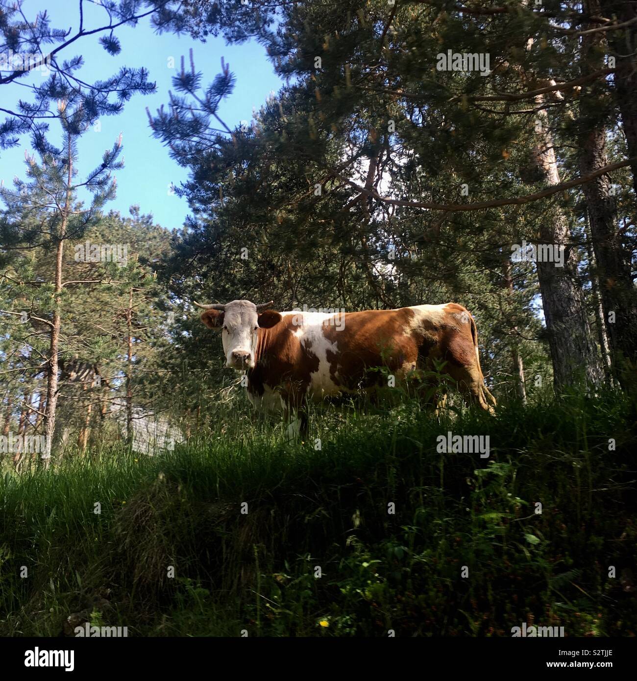 Confused cow hi-res stock photography and images - Alamy