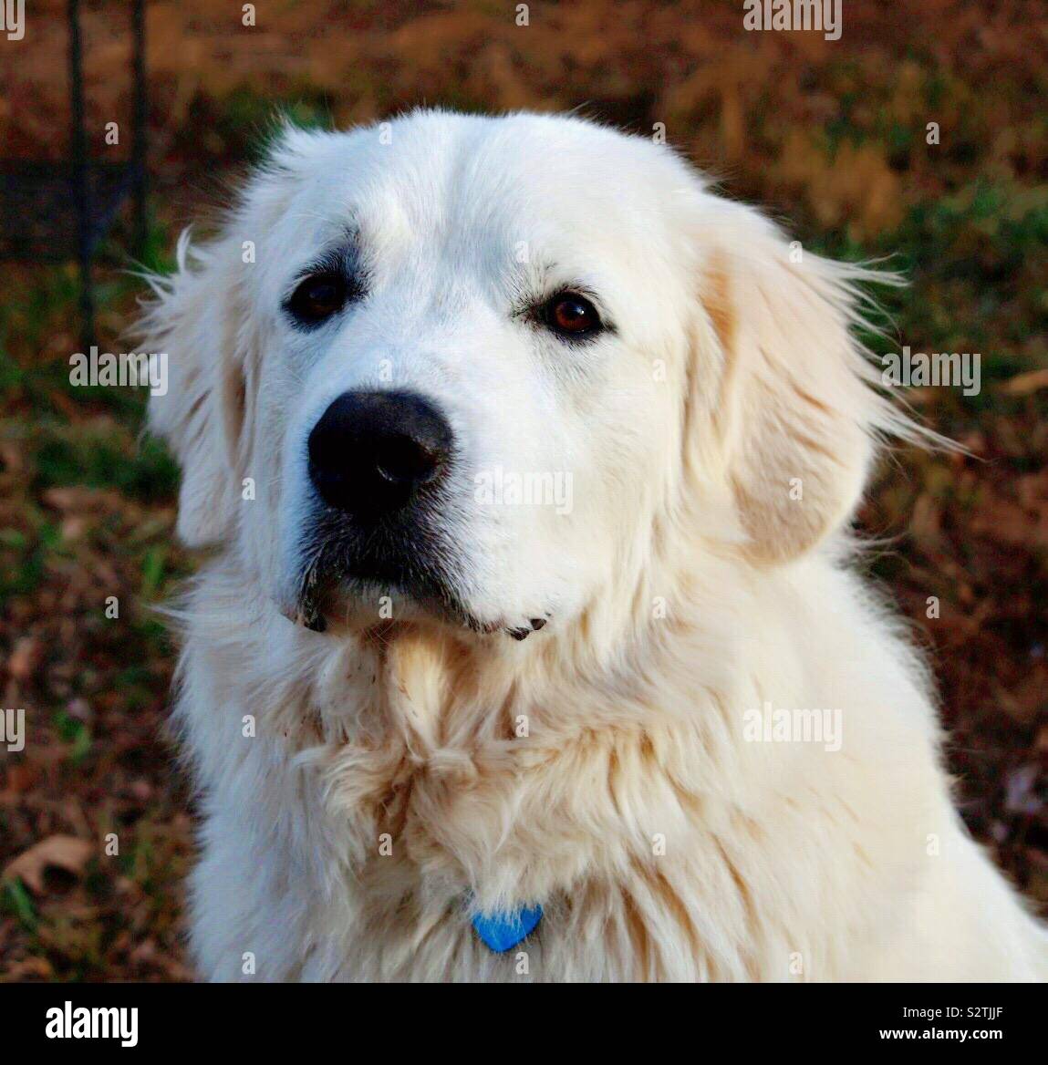 Pyrenees dog hi-res stock photography and images - Alamy