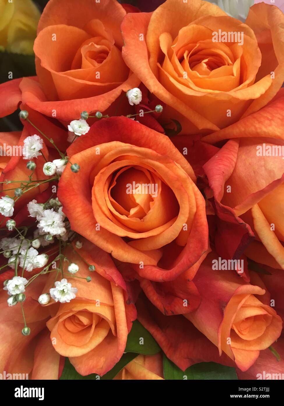 Orange roses hi-res stock photography and images - Alamy