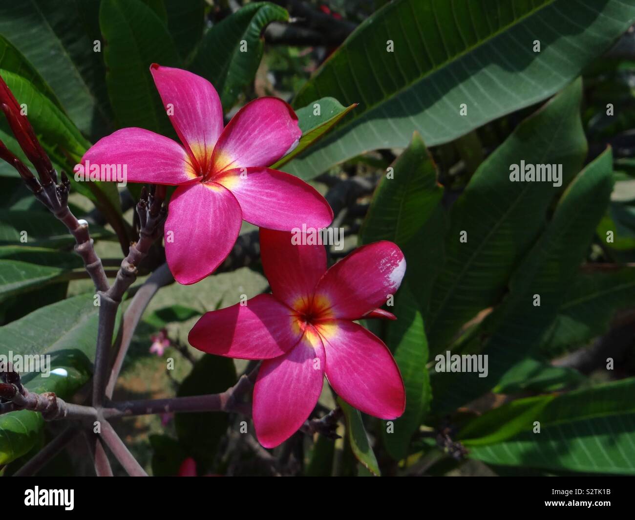Twin blossoms hi-res stock photography and images - Alamy