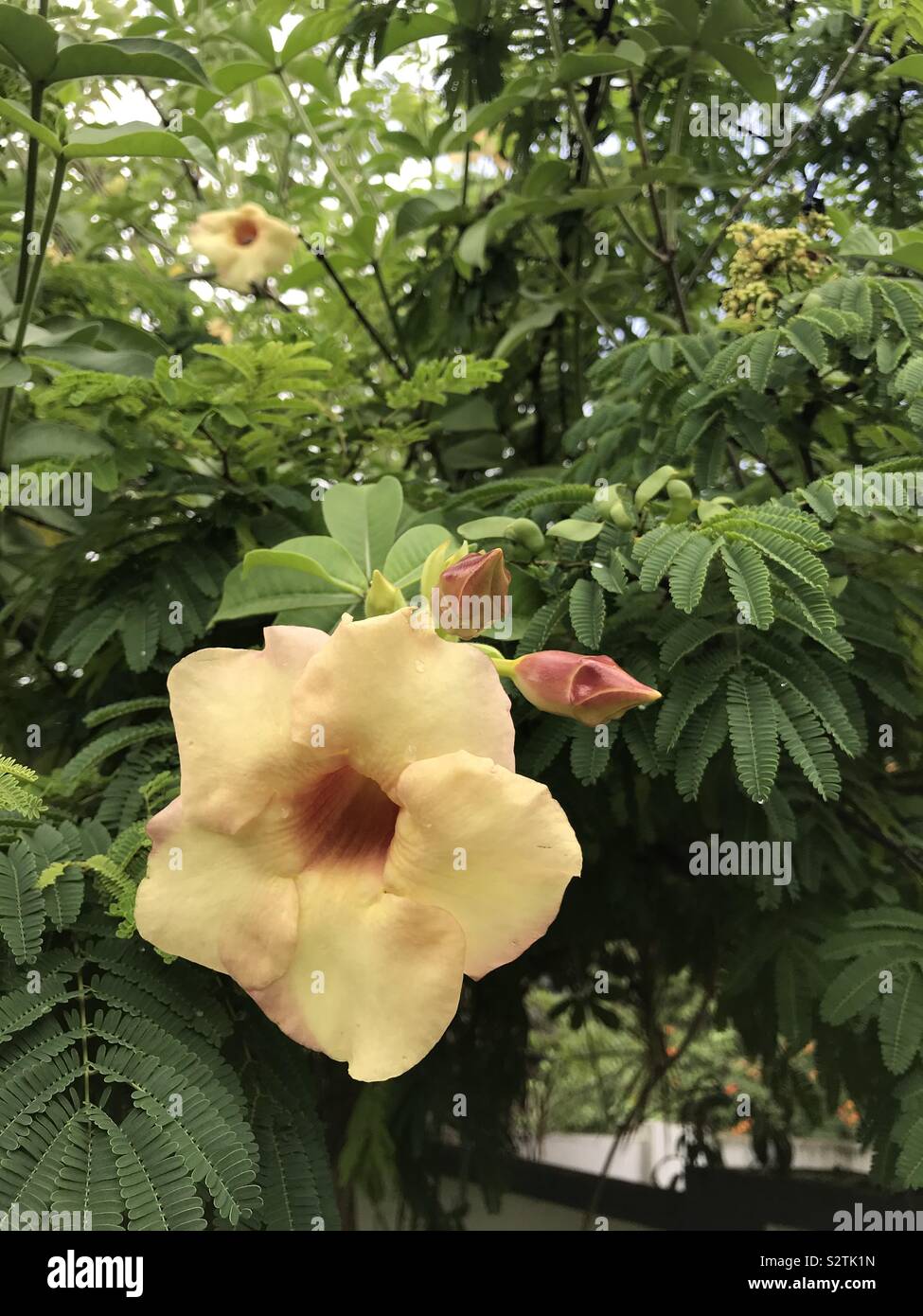 Allamanda flower hi-res stock photography and images - Alamy