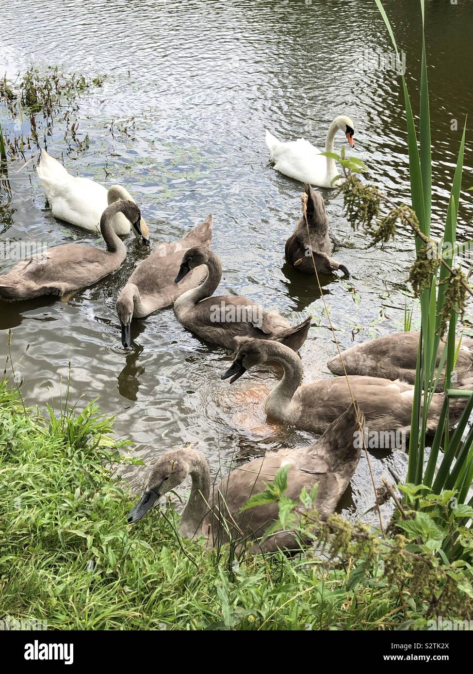 Ma & Pa Swan with their cygnets Stock Photo - Alamy