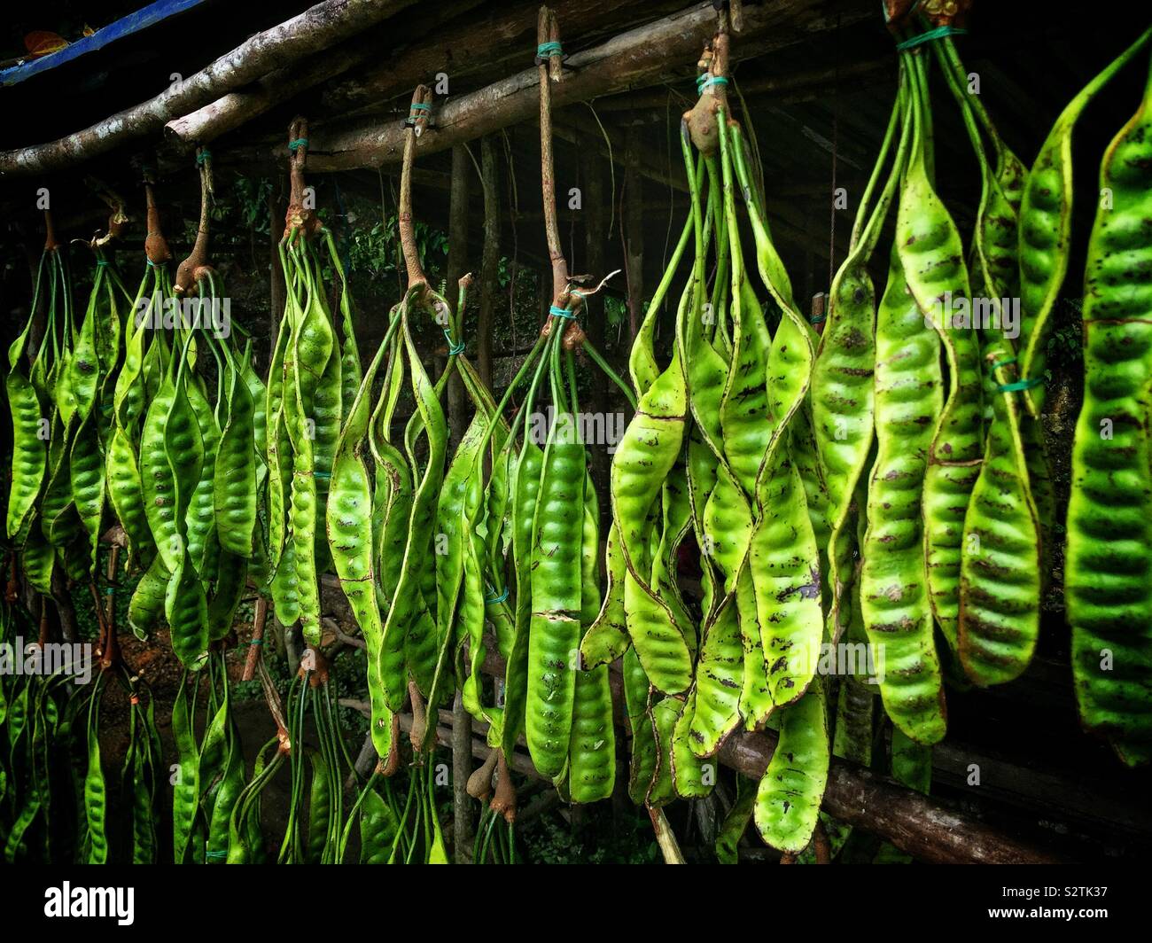 A roadside stall sells Parkia speciosa, known locally as buah petai ...