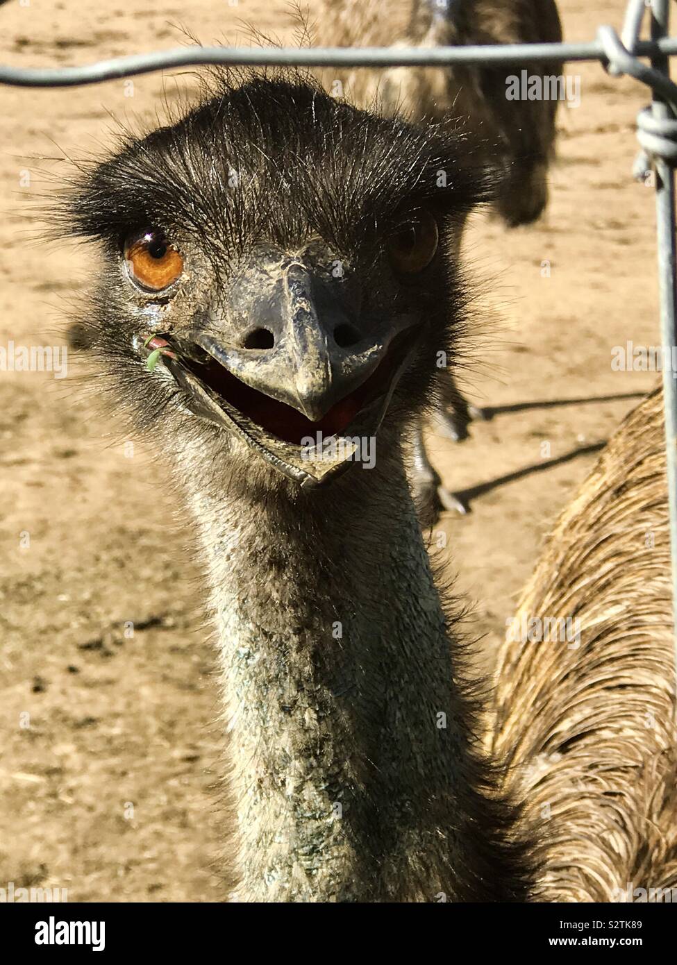 Largest australian bird hi-res stock photography and images - Alamy