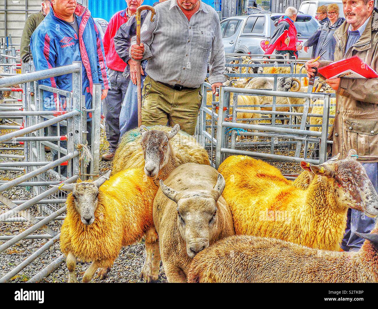 Judging farm animals hi-res stock photography and images - Alamy