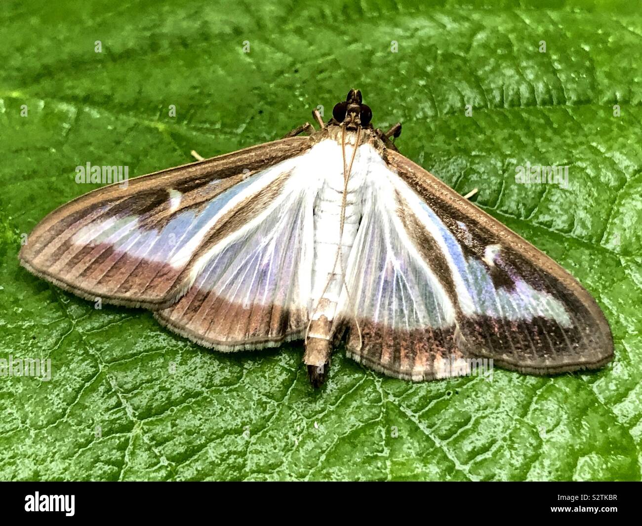 Box tree moth, thought to be accidentally introduced to the UK in the ...