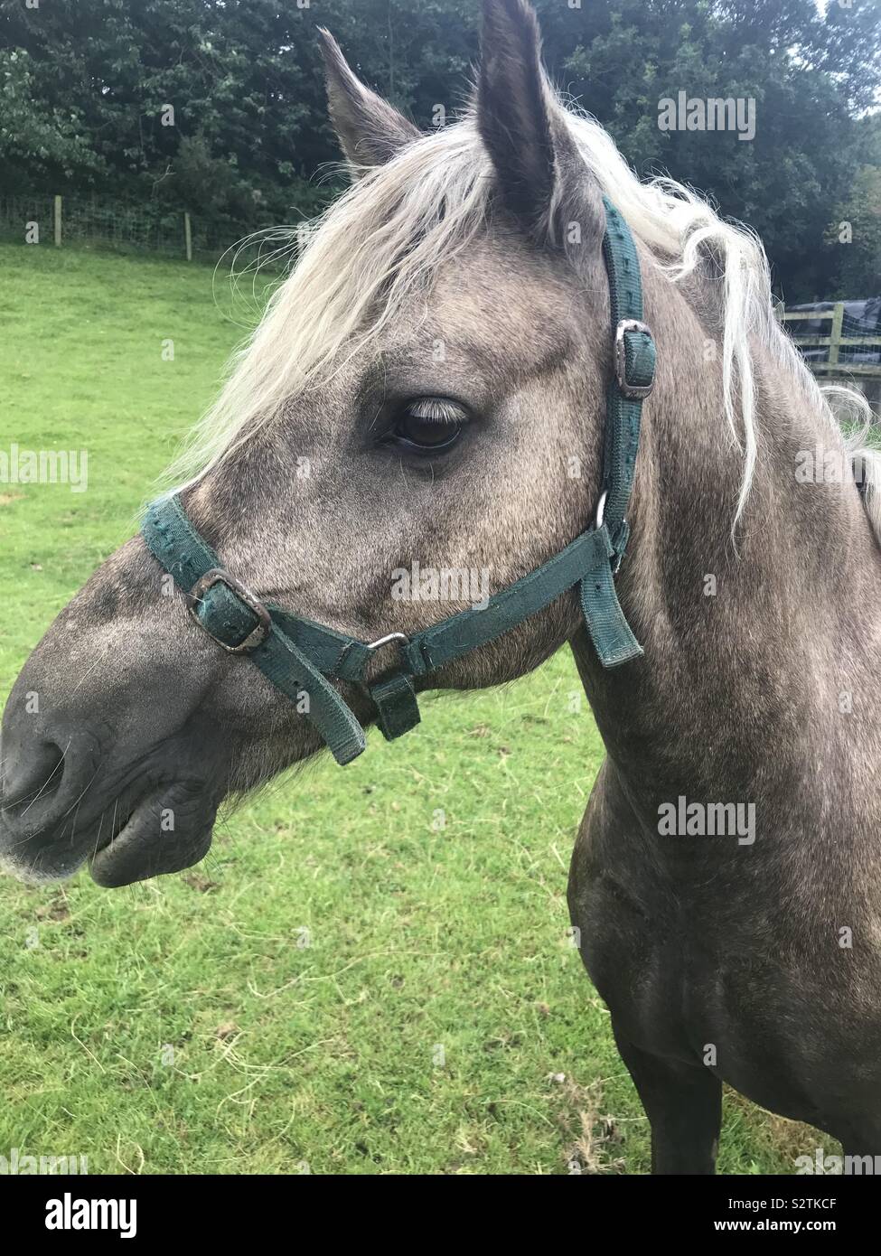 Grey pony hi-res stock photography and images - Alamy