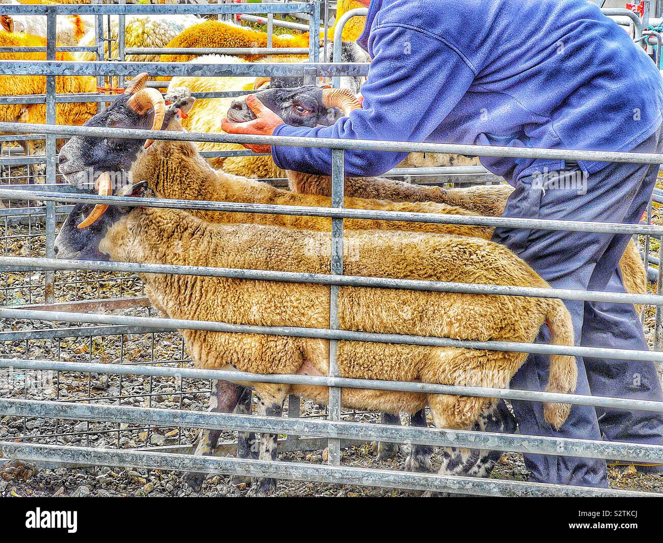 Sheep judging story 6. Having got to grips with one of the contestants ...