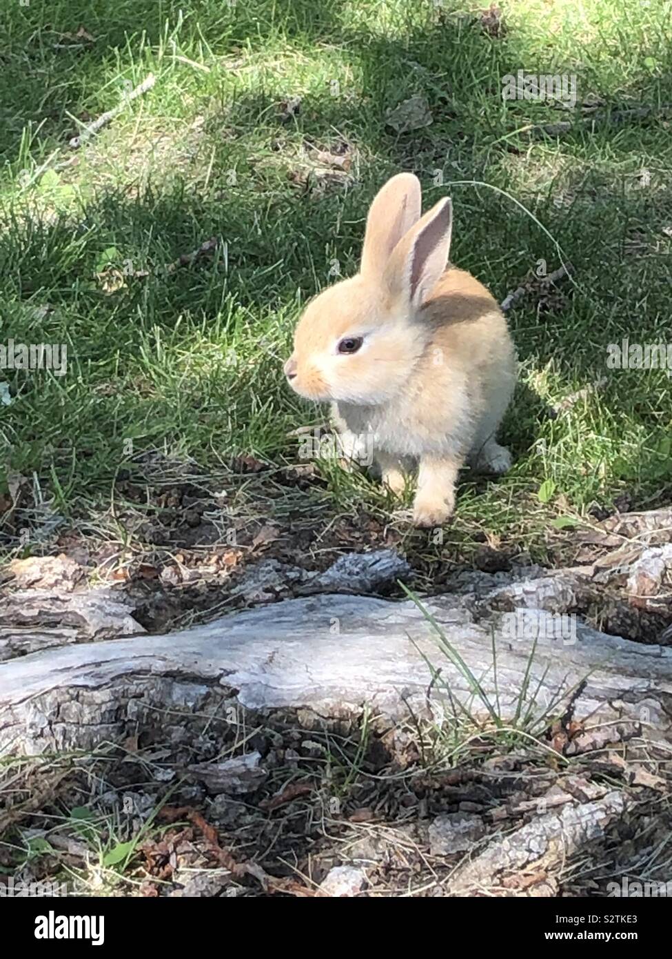 Bunnies cute hi-res stock photography and images - Alamy