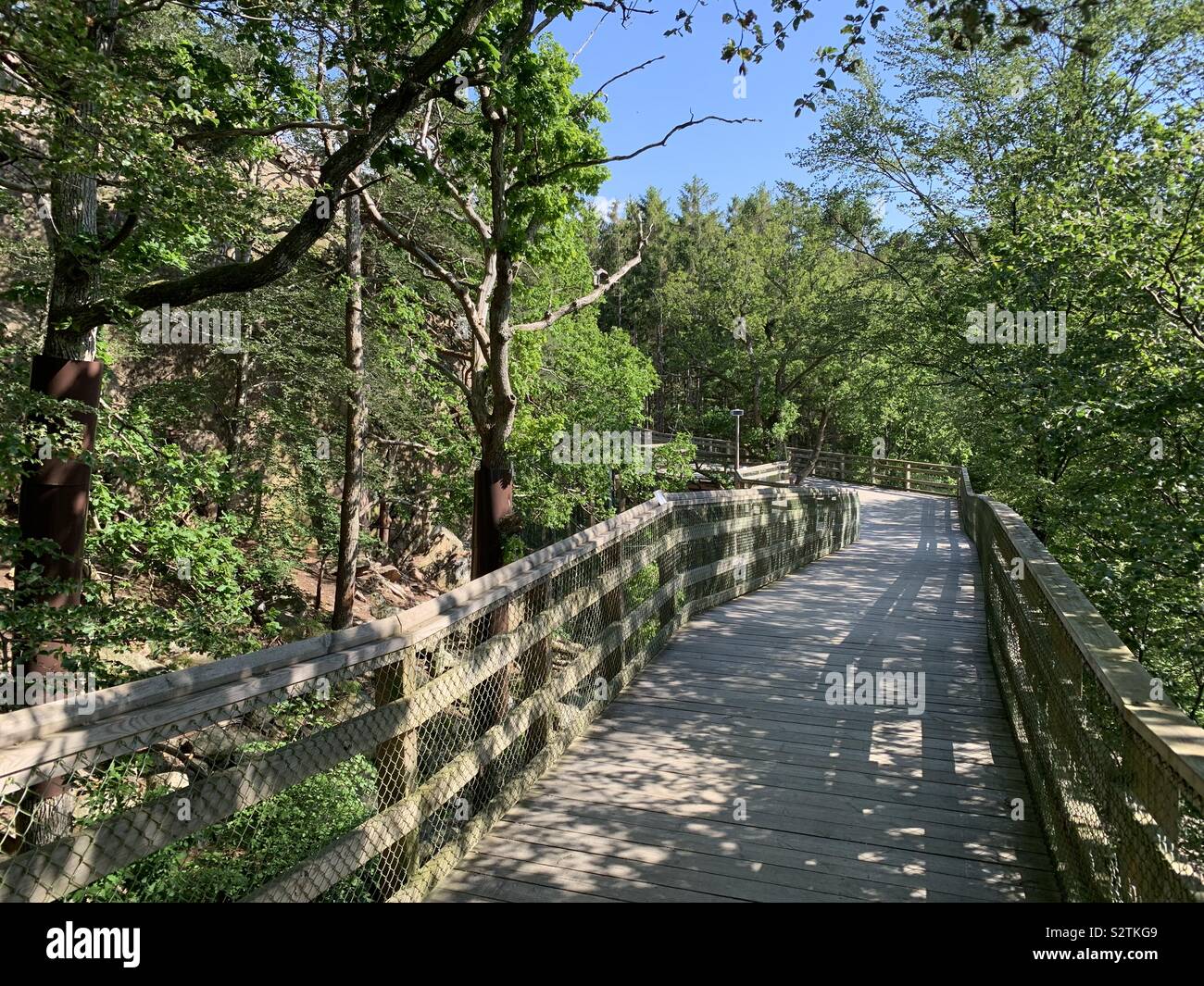 Wooden walkway through a beautiful forest Stock Photo - Alamy