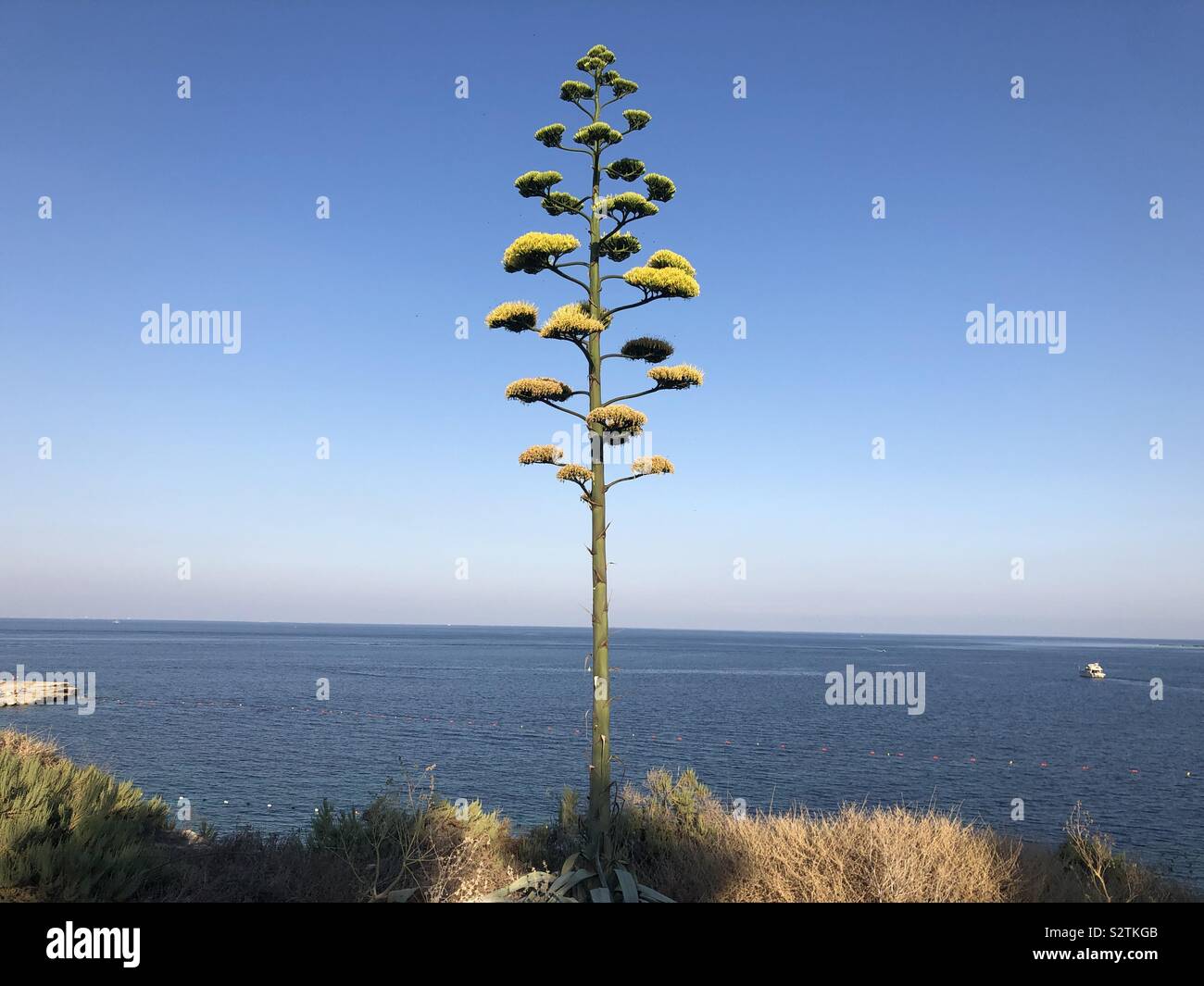 Strange tree hi-res stock photography and images - Alamy