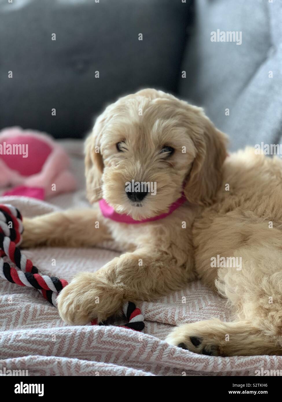 Cute Dog High Resolution Stock Photography and Images - Alamy