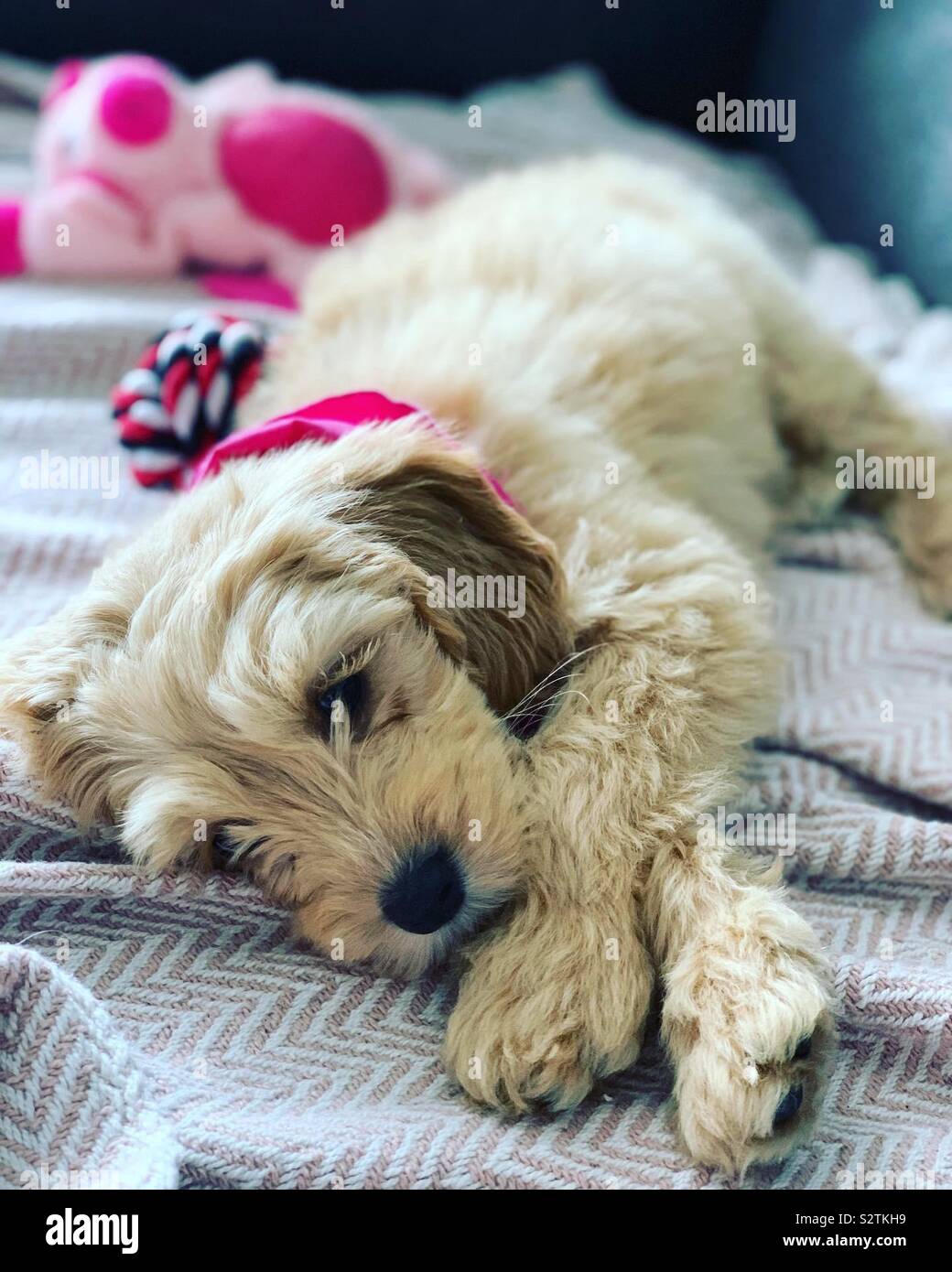 Sleepy cockapoo hi-res stock photography and images - Alamy