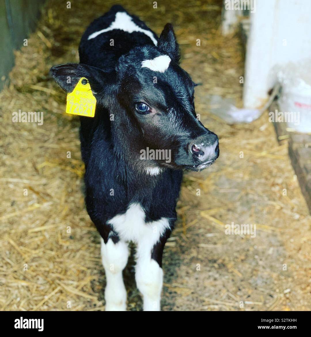 Calf with heart spot on head Stock Photo - Alamy