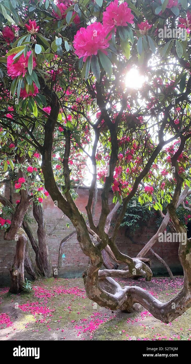 Flowers in ireland hi-res stock photography and images - Alamy