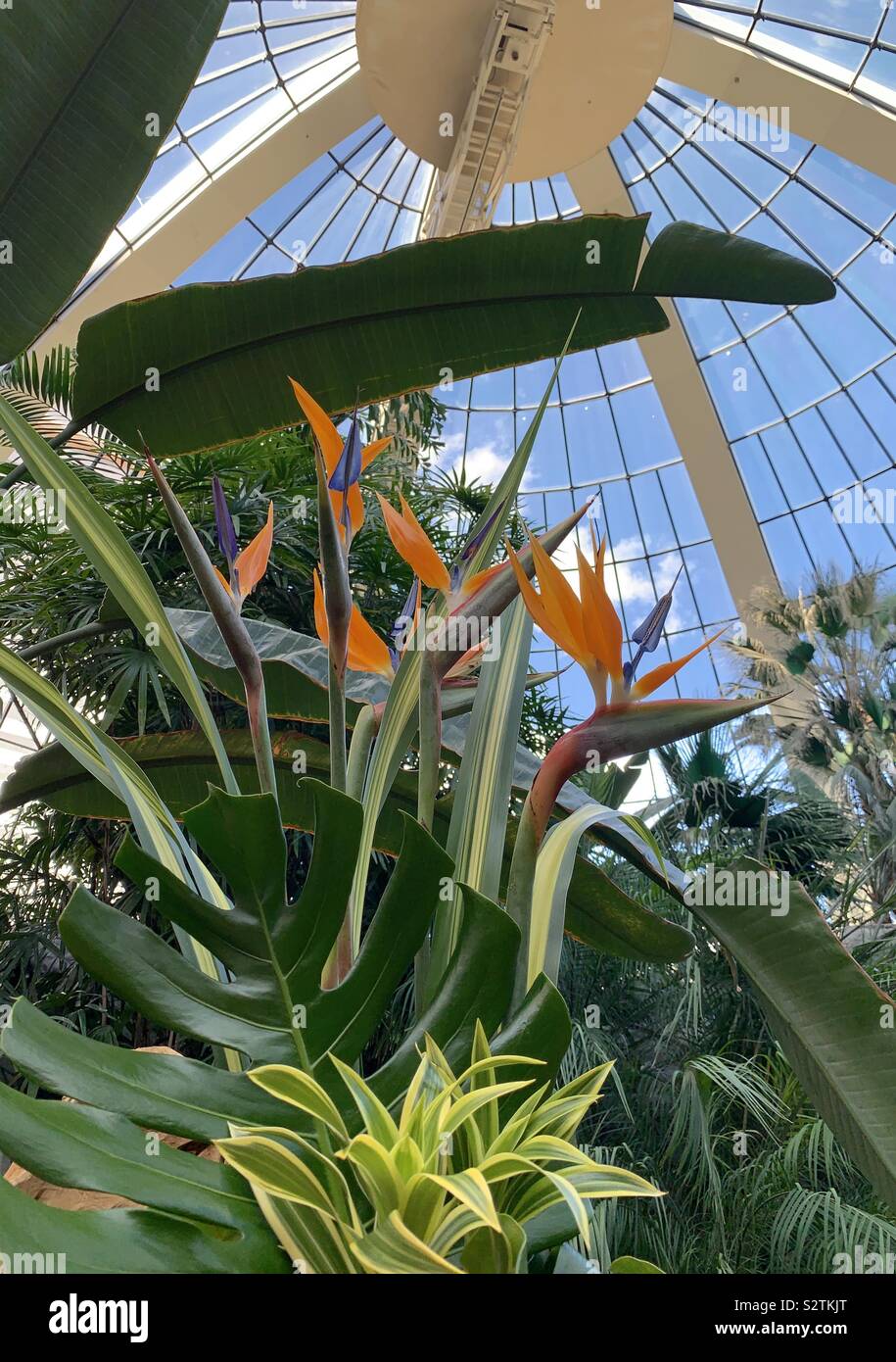 Bird of paradise flowers in a tropical garden setting Stock Photo - Alamy