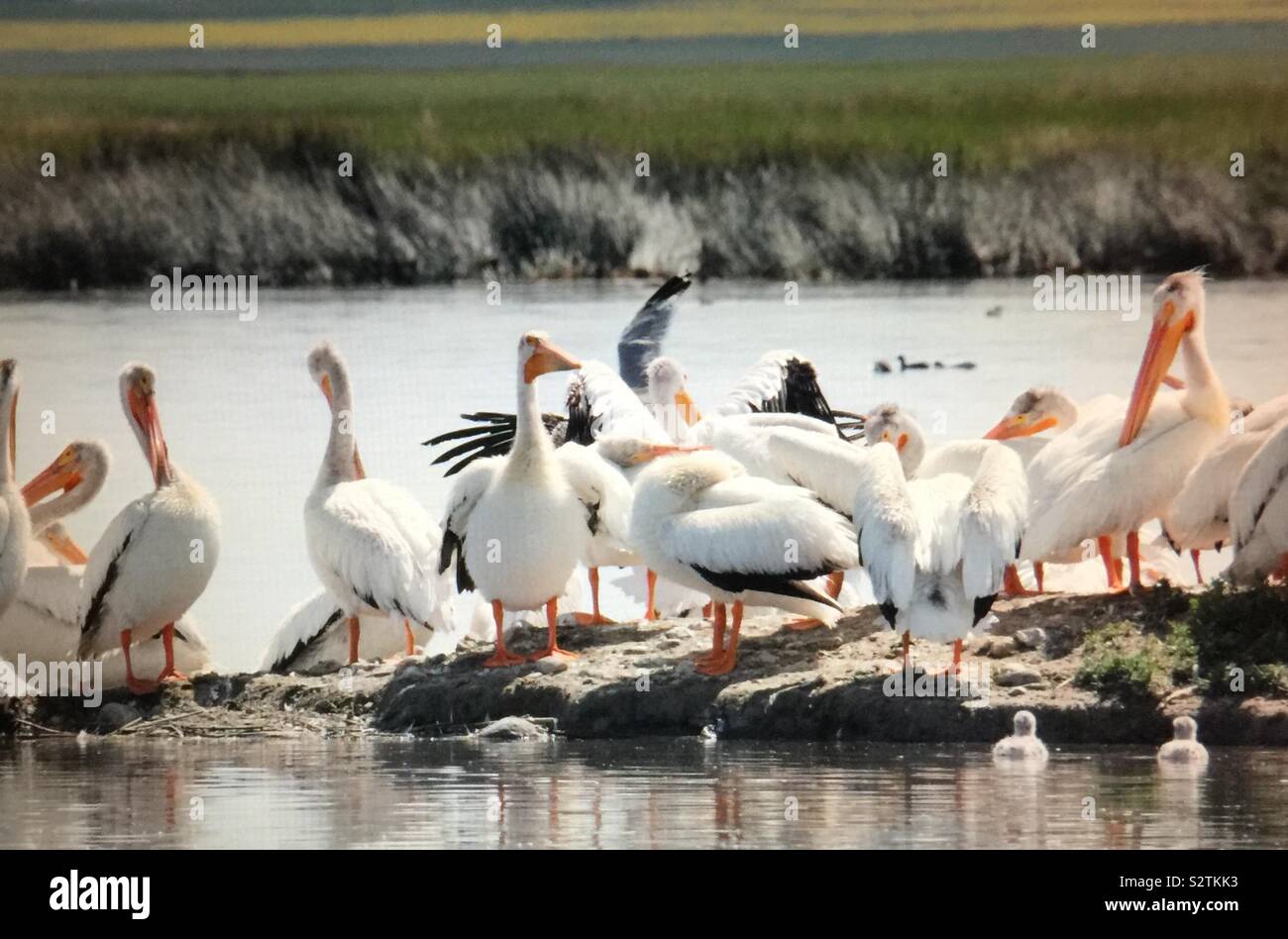 Birds of North America, American white pelican Stock Photo - Alamy
