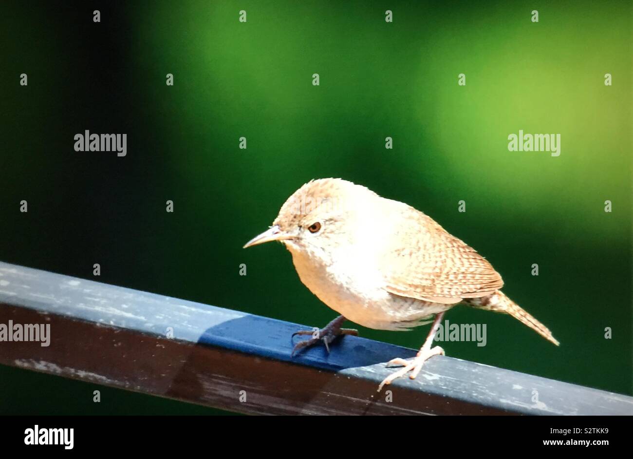 Birds of North America, House Wren Stock Photo - Alamy