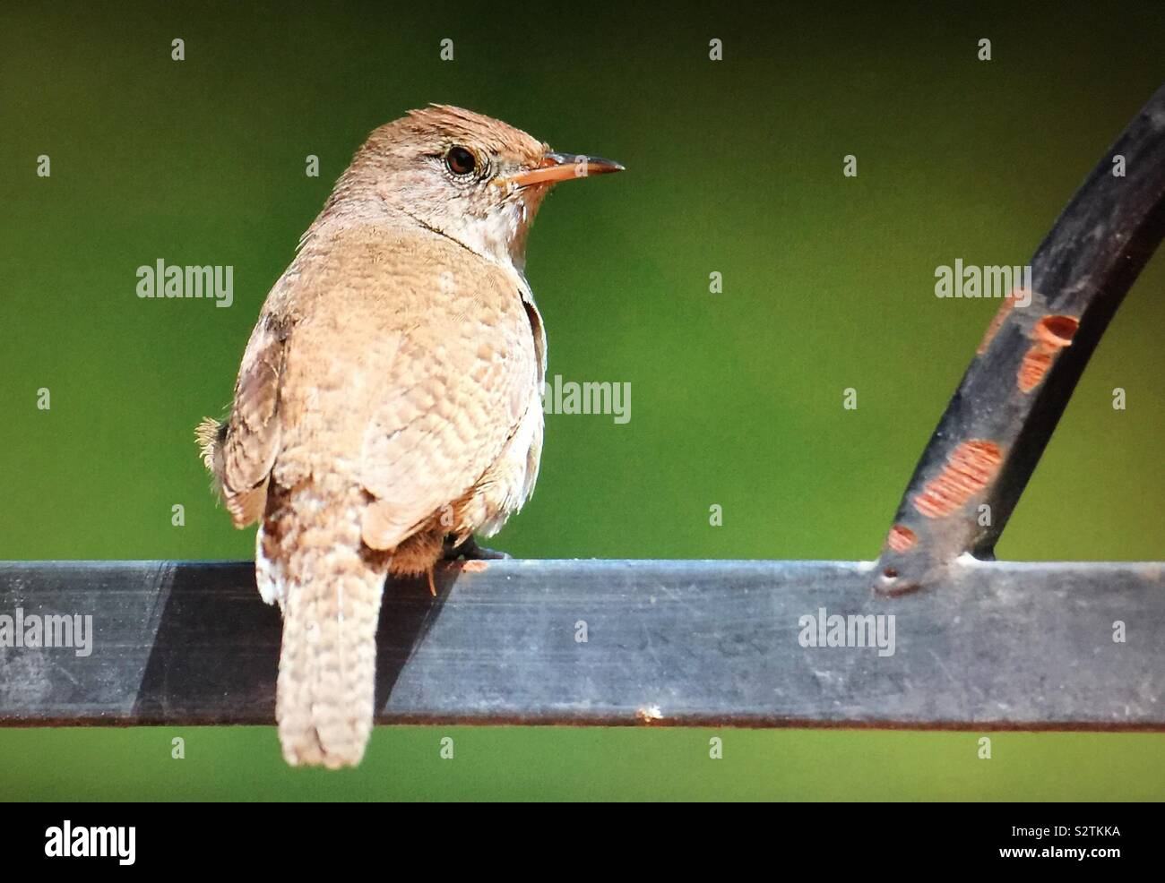 Birds of North America, House Wren Stock Photo - Alamy