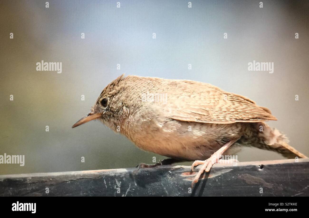 Birds of North America, House Wren Stock Photo - Alamy