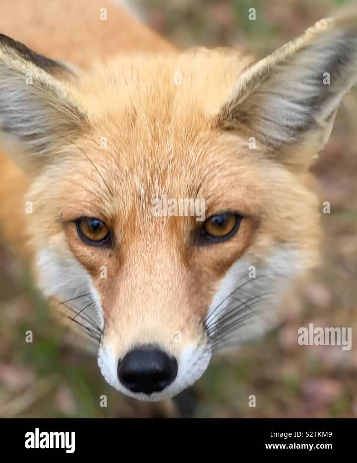 Fox nose hi-res stock photography and images - Alamy