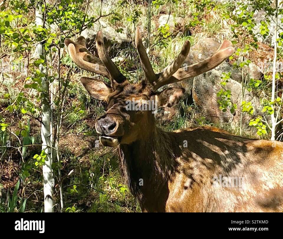 Bull elk watching Stock Photo - Alamy