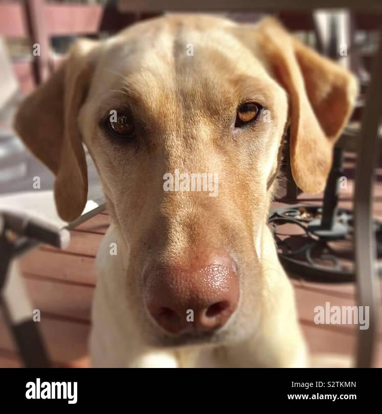 yellow lab face Stock Photo - Alamy