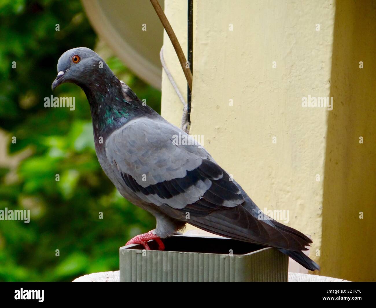 Foraging pigeon hi-res stock photography and images - Alamy