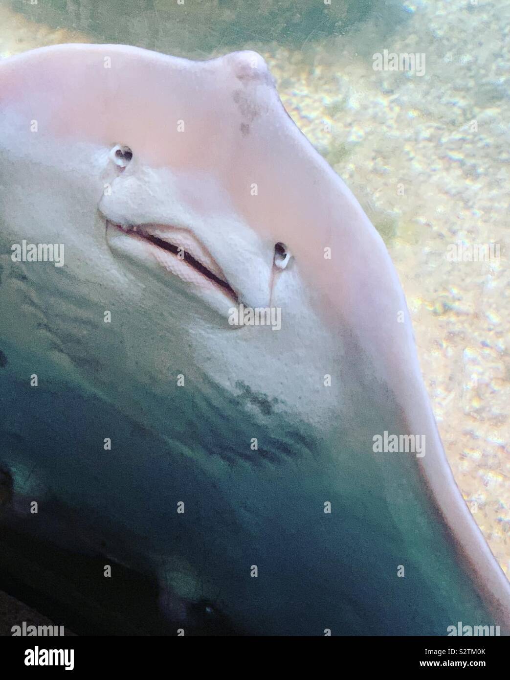 Stingray face hi-res stock photography and images - Alamy