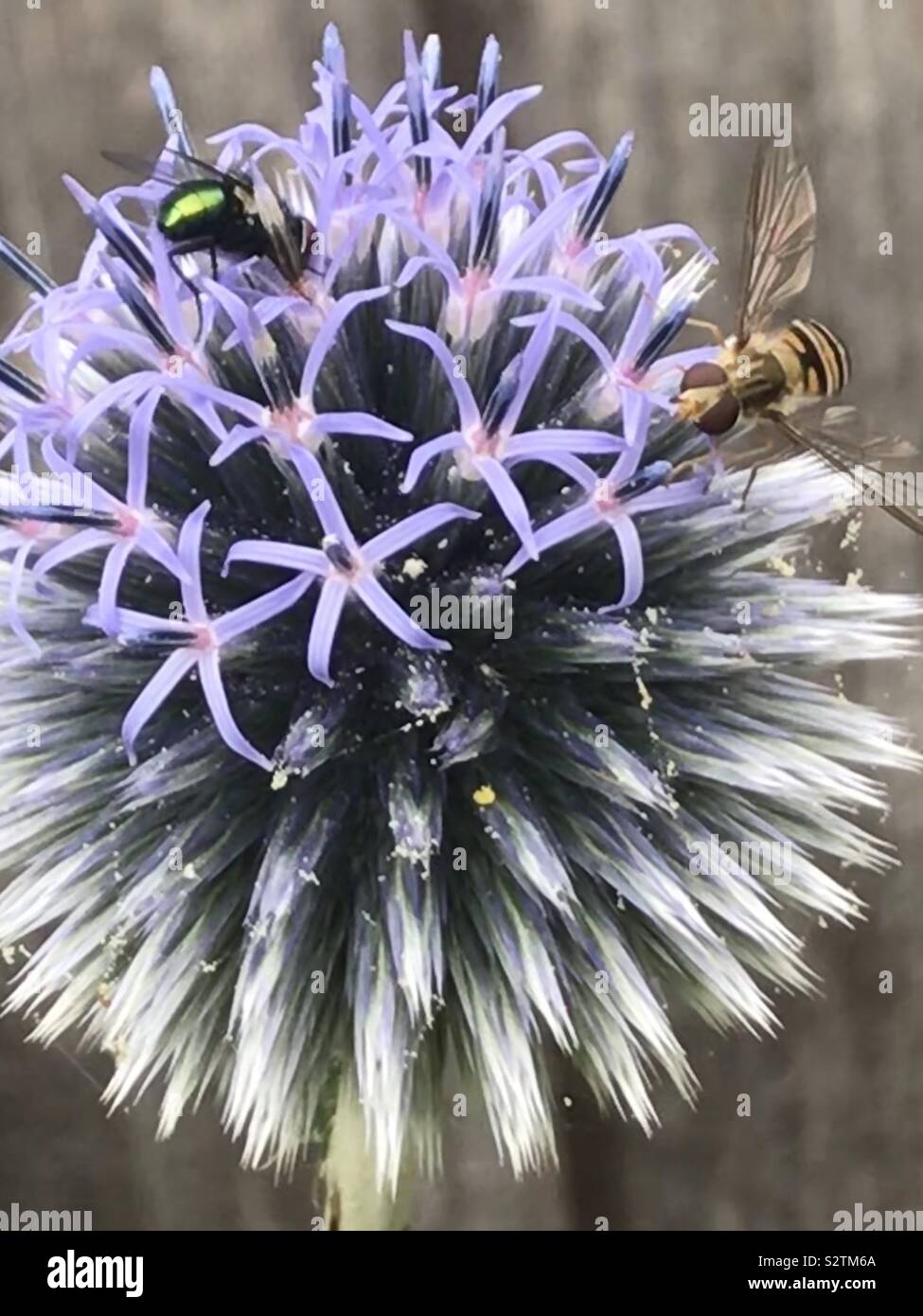 Insects feeding on thistle Stock Photo - Alamy