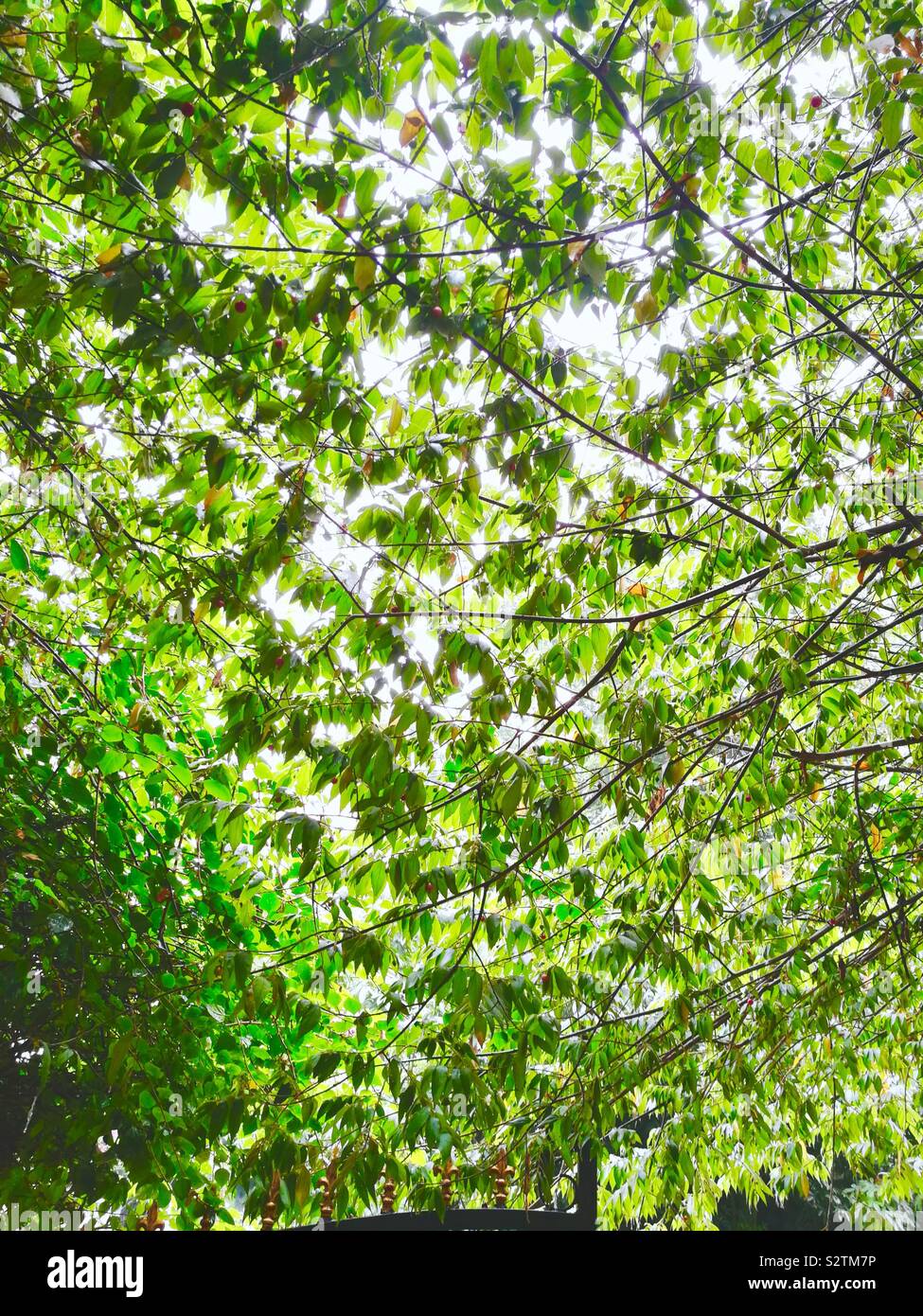 Canopy of foliage hi-res stock photography and images - Alamy