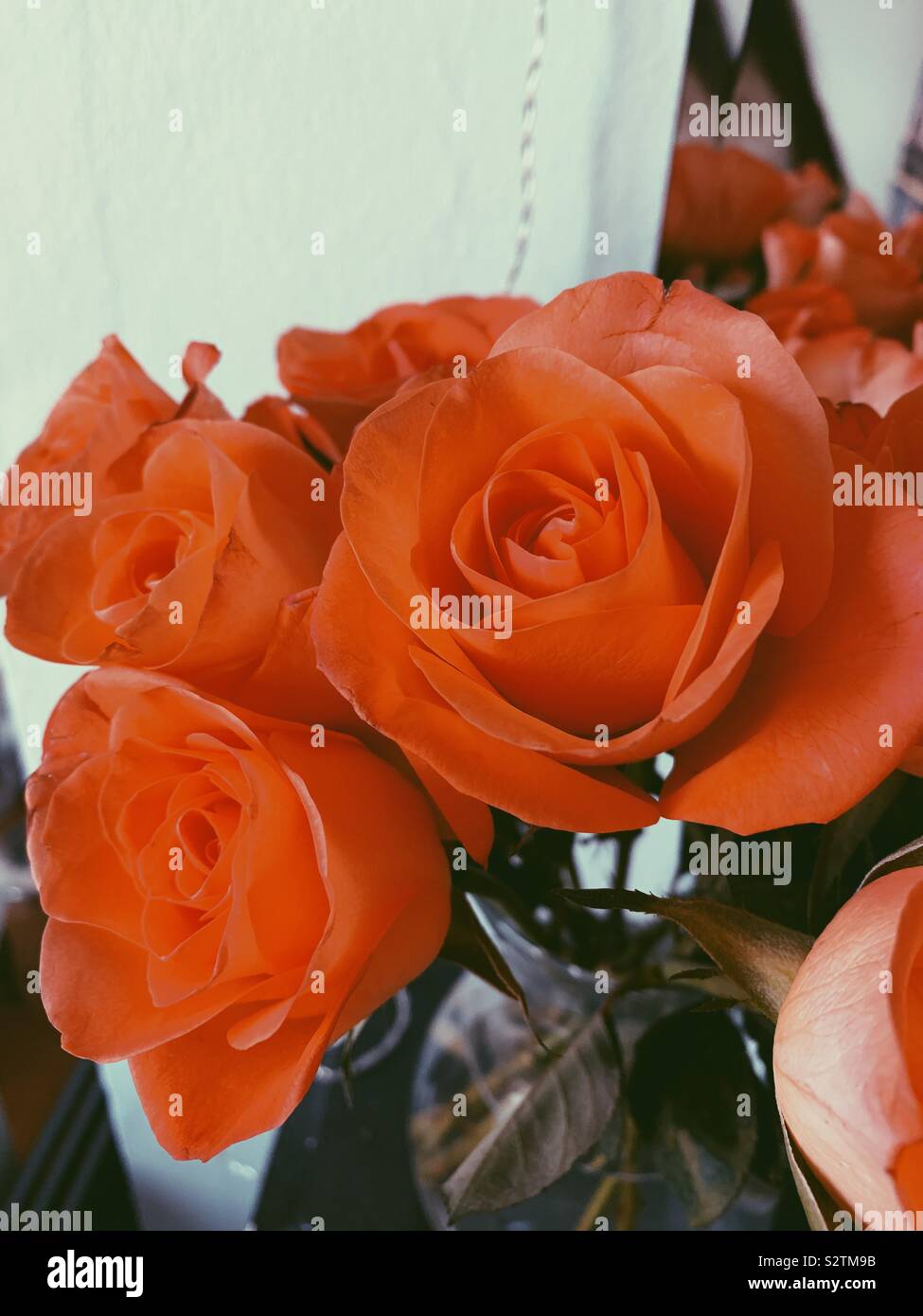 Unusual roses that I was bought, so lovely Stock Photo - Alamy