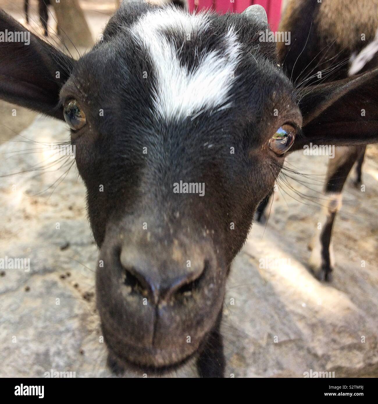 Curious baby goat Stock Photo - Alamy