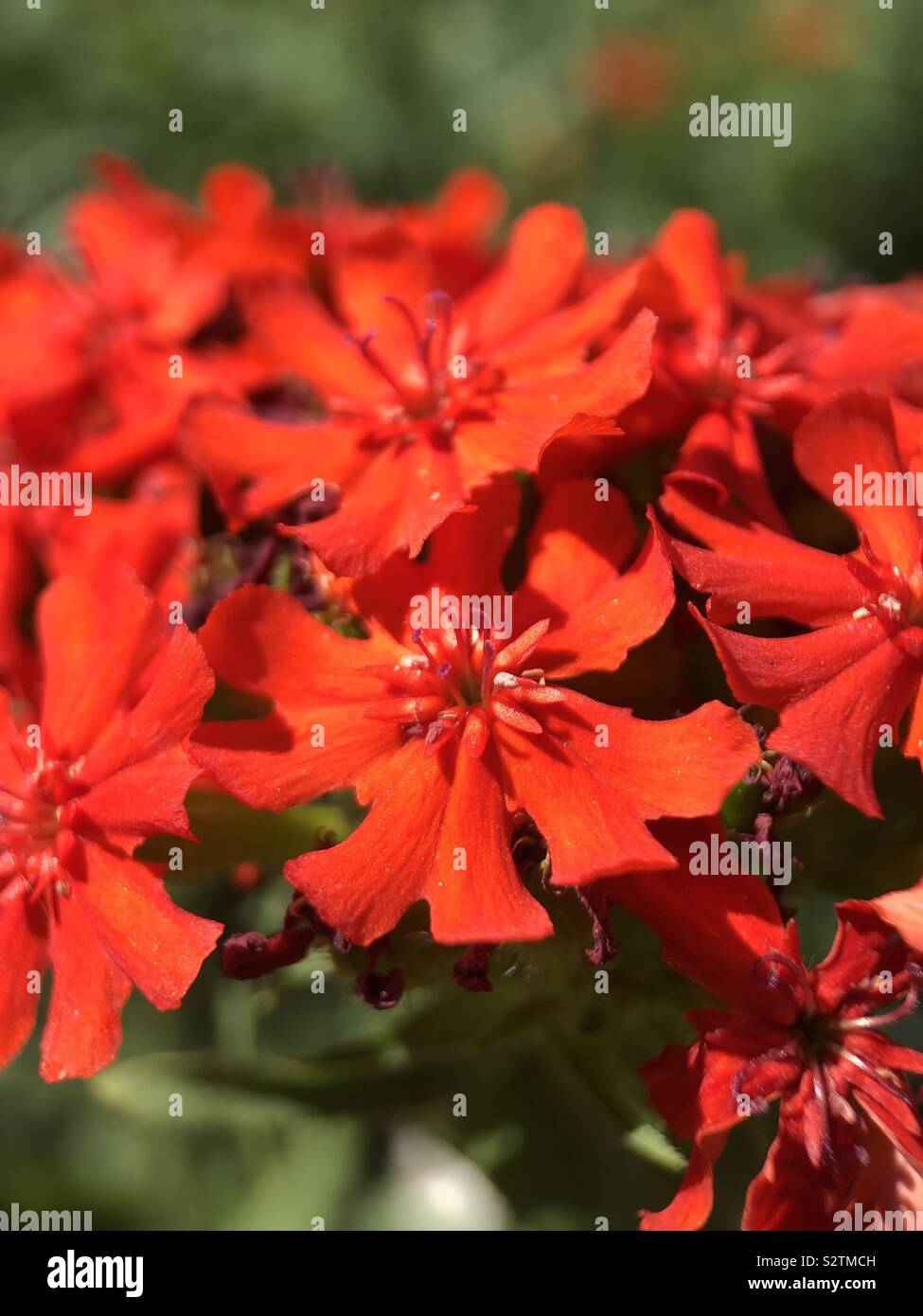 Well lit garden hi-res stock photography and images - Alamy
