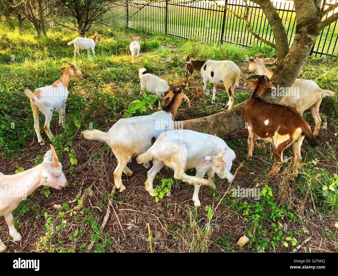 Street goats bristol Stock Photo - Alamy
