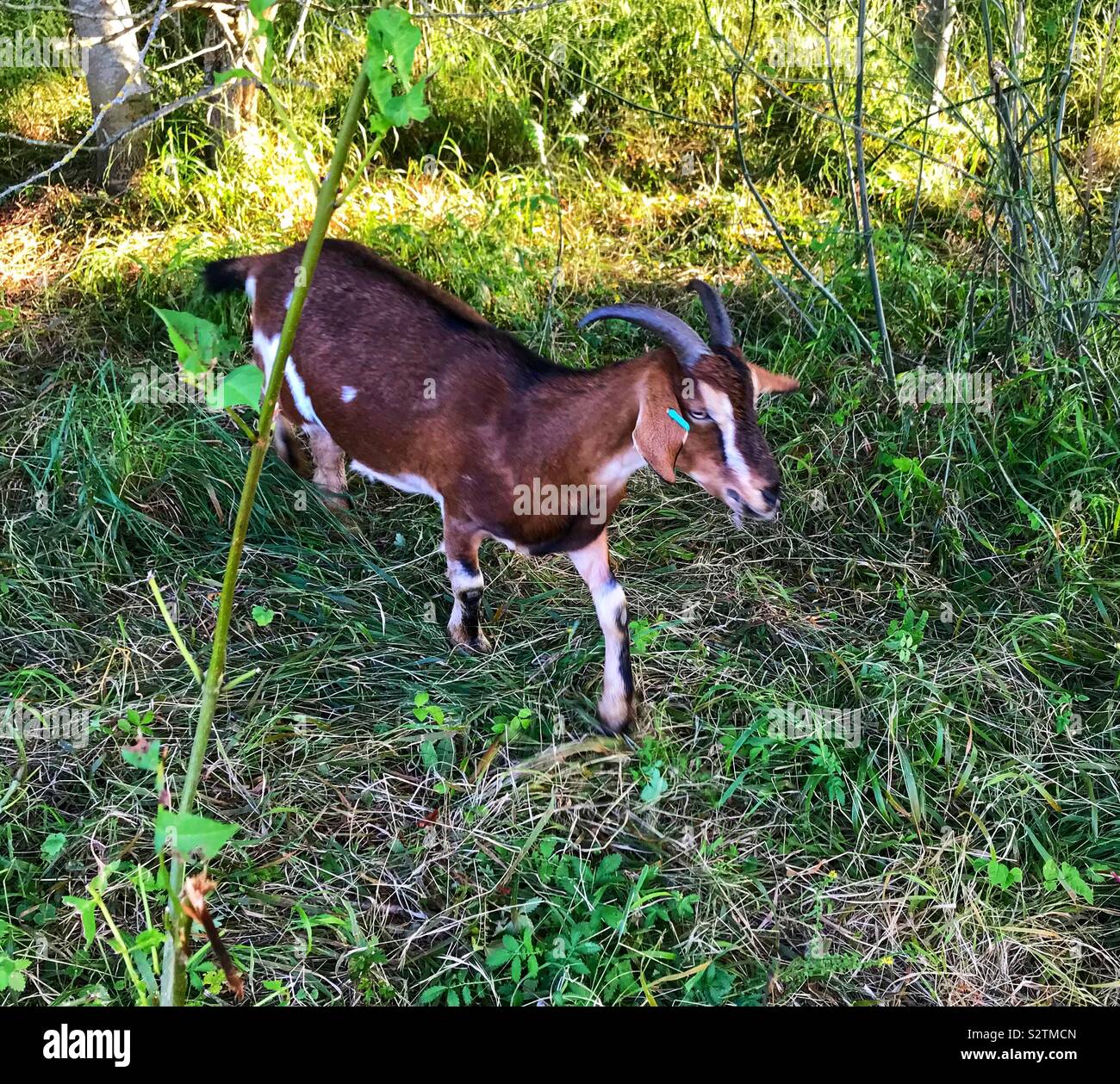 Street goats bristol Stock Photo - Alamy