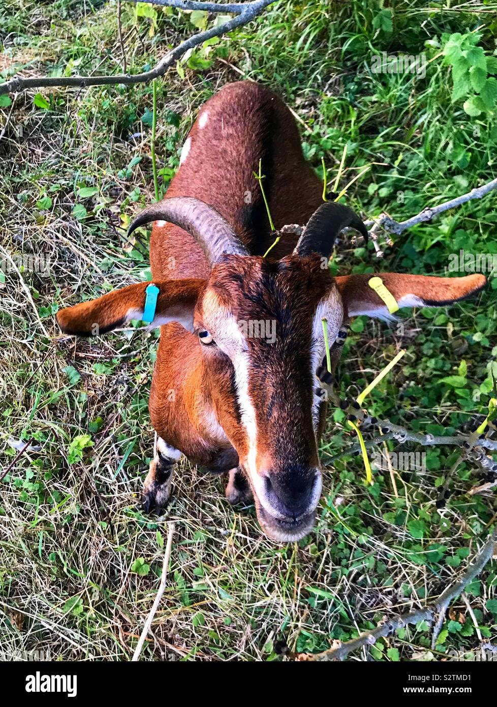Street goats bristol Stock Photo - Alamy