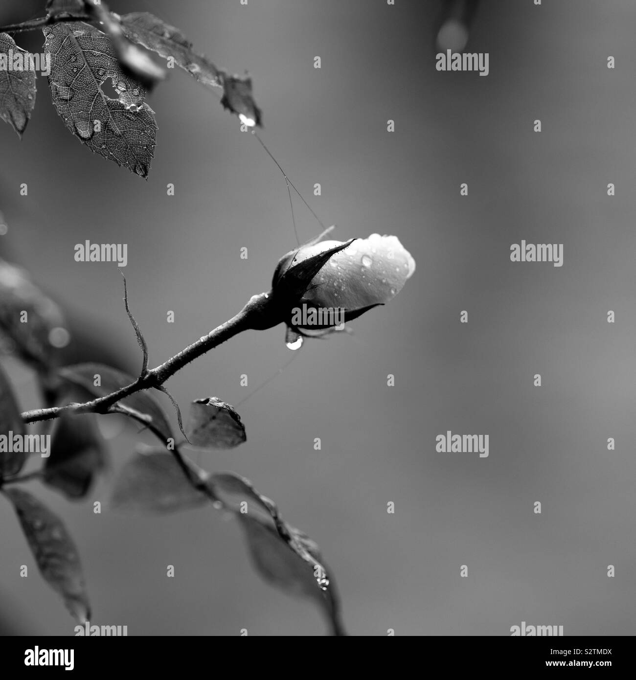 Rose raindrop hi-res stock photography and images - Alamy