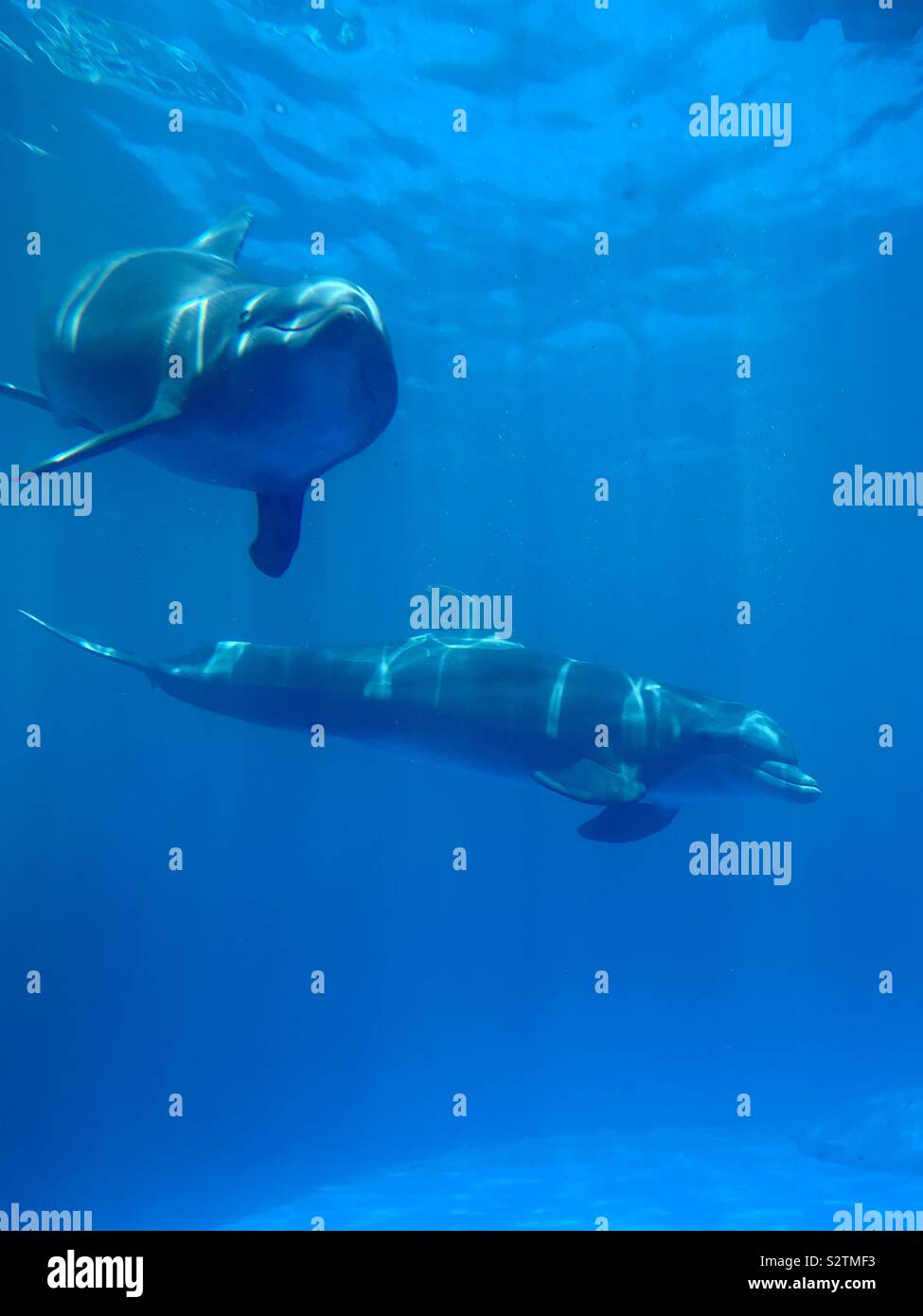 Water tank for animals hi-res stock photography and images - Alamy