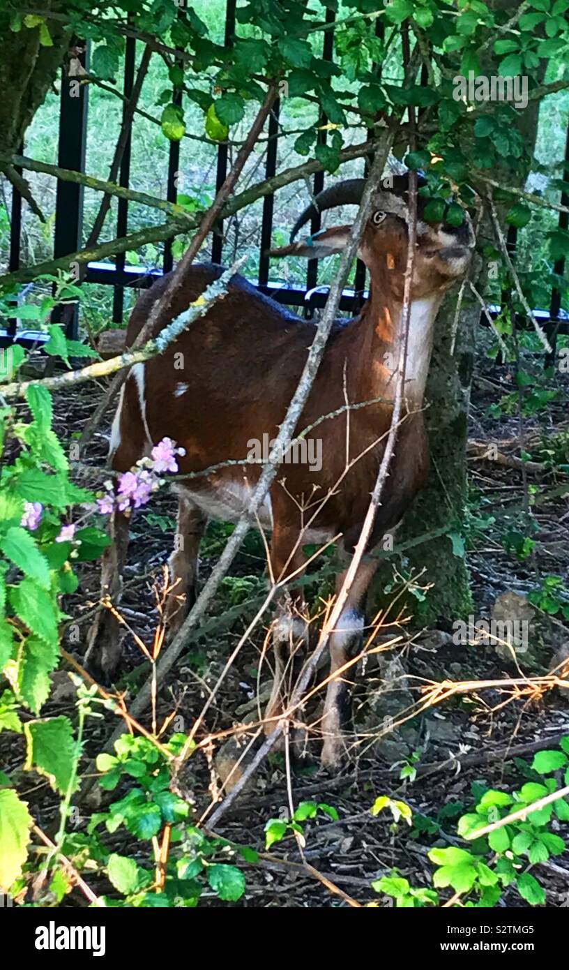 Street goats bristol Stock Photo - Alamy
