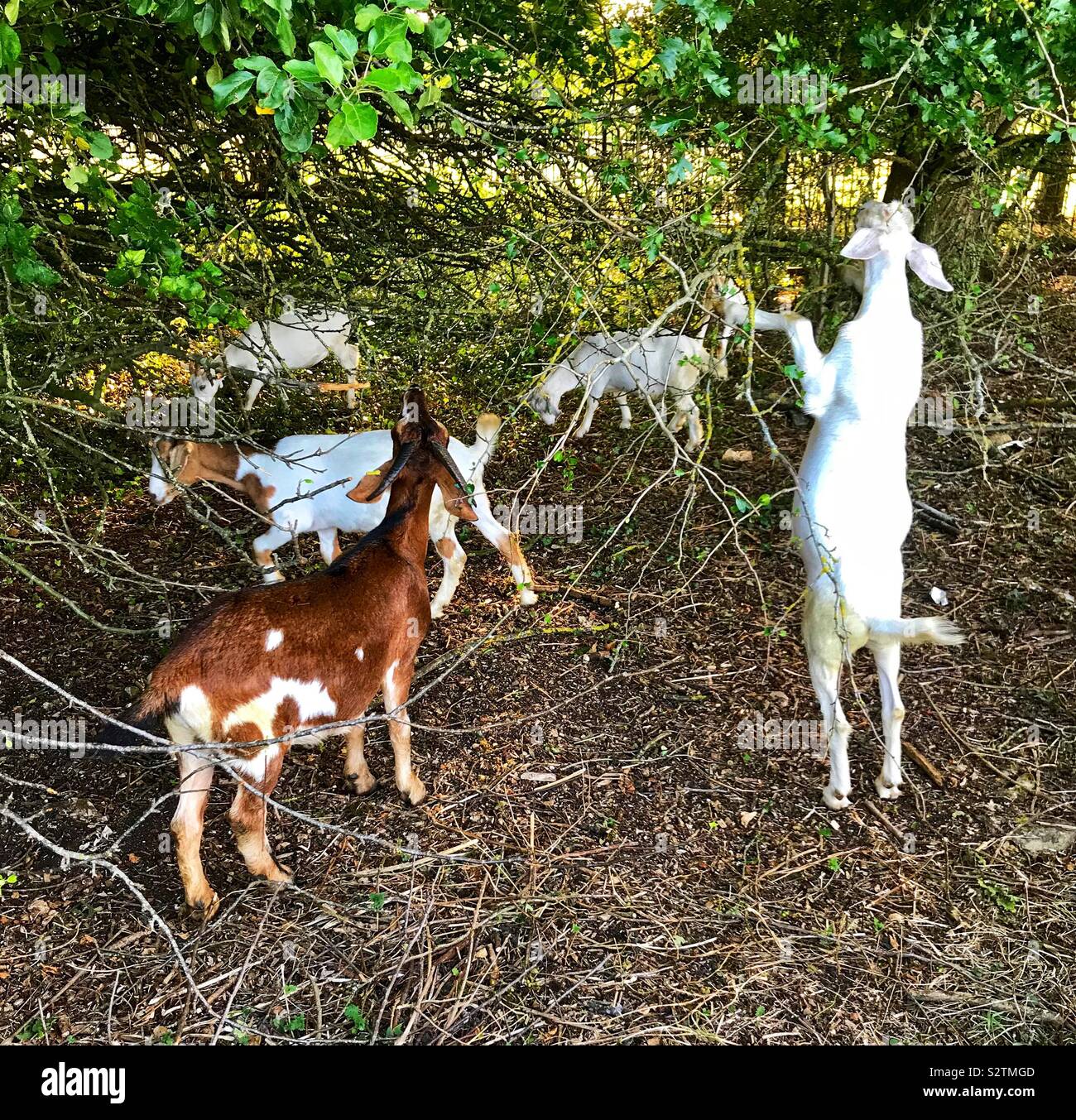 Street goats bristol Stock Photo - Alamy