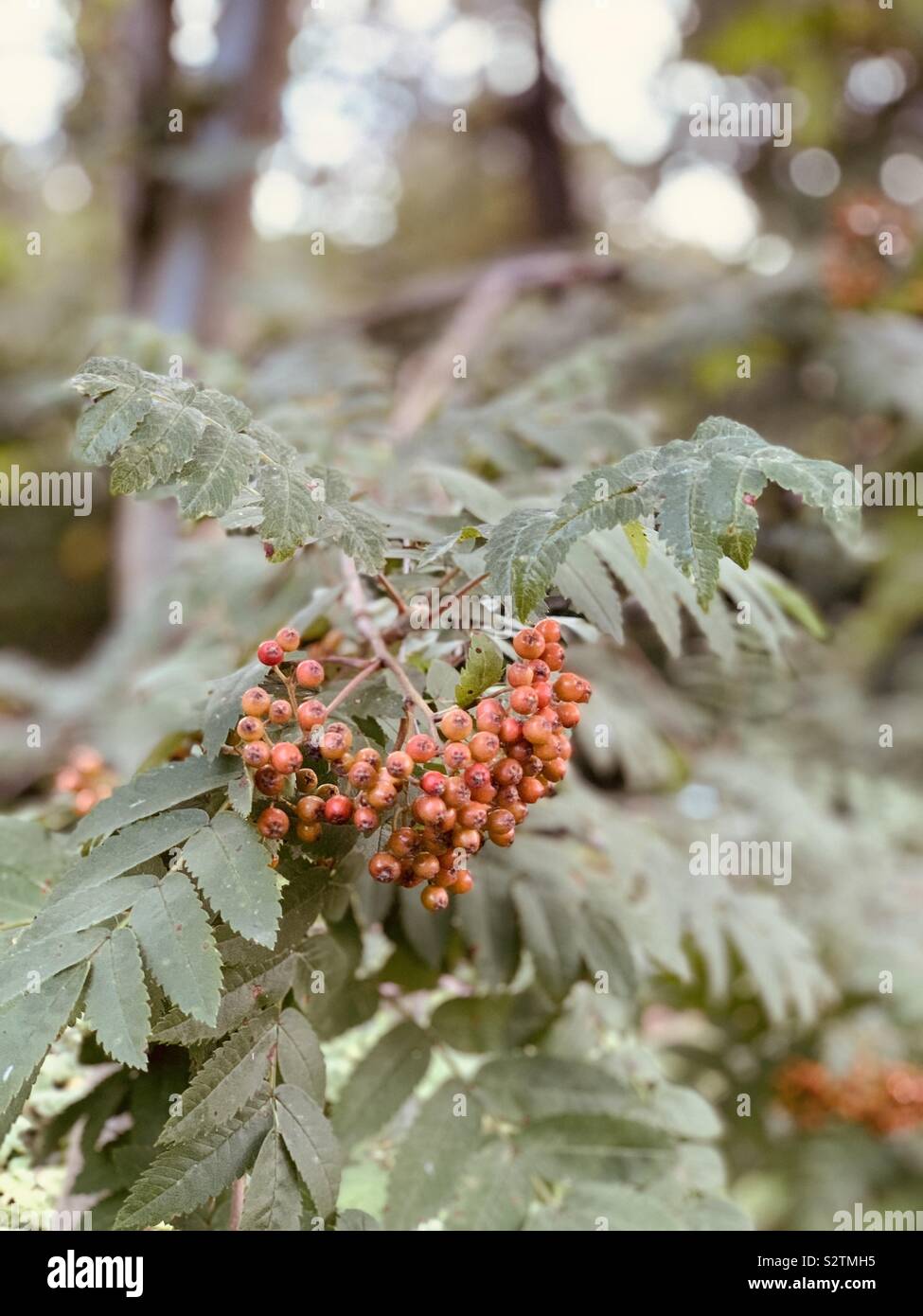 Wild autumn berries in a forest in Belfast Northern Ireland Stock Photo ...