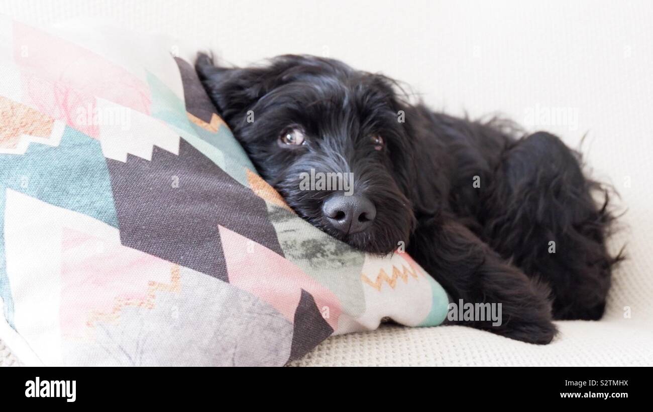 Puppy dog eyes hi-res stock photography and images - Alamy