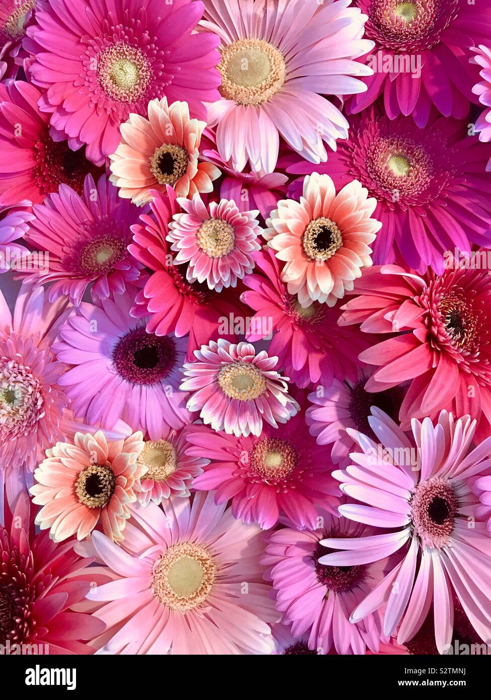 Gerbera daisy bed hi-res stock photography and images - Alamy