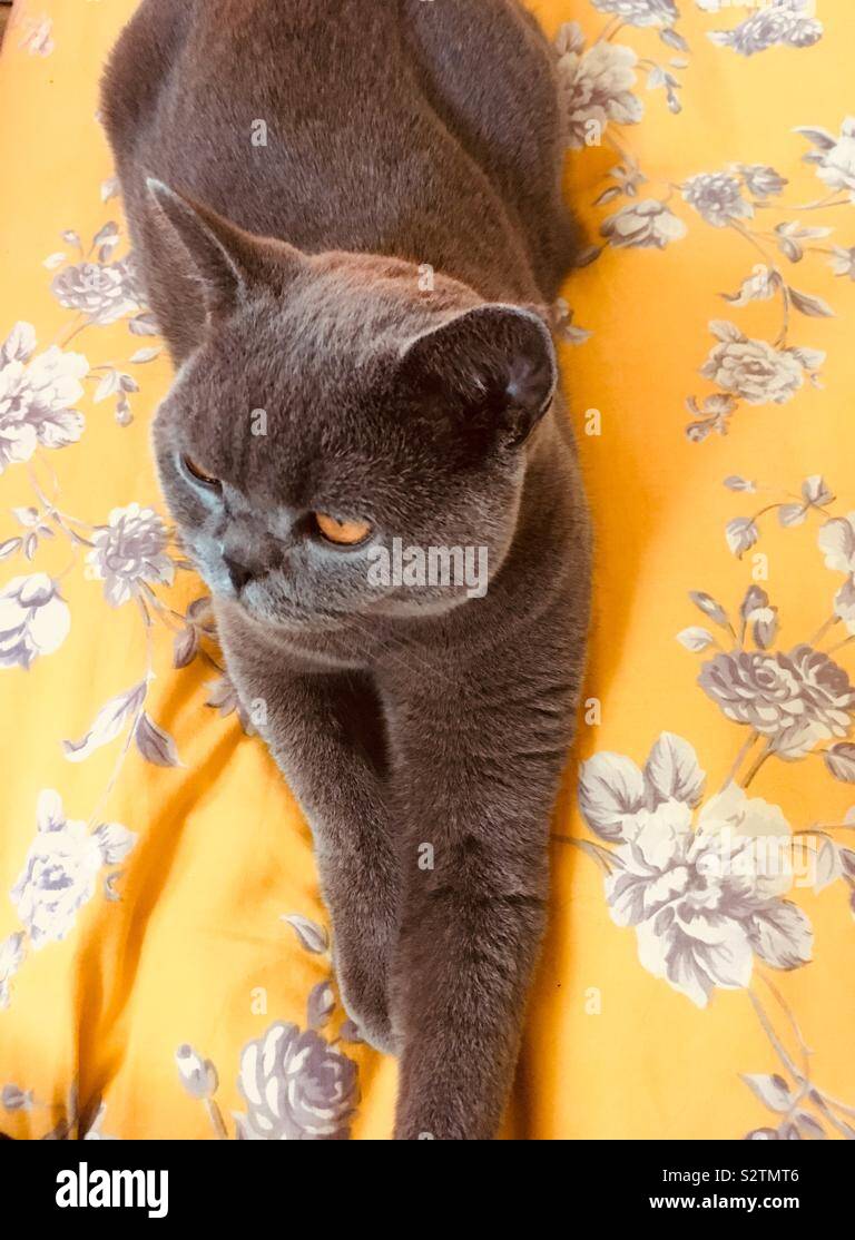 Handsome cat lying down Stock Photo - Alamy