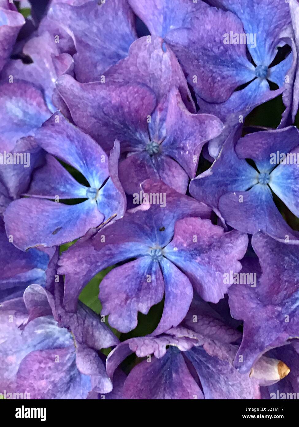 Purple power hi-res stock photography and images - Alamy