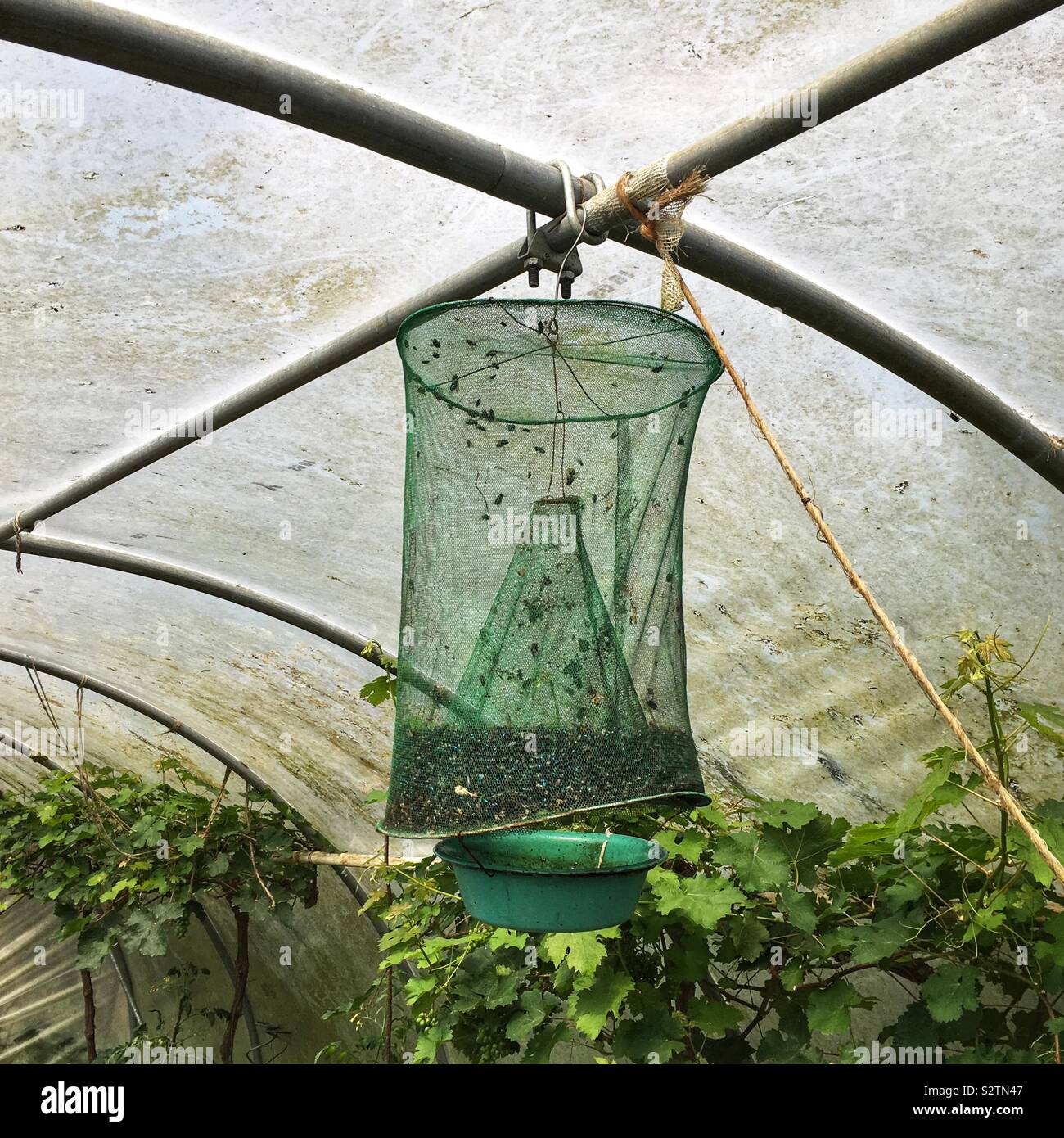 Fly Trap Filled With Flies Inside A Poly Tunnel Medstead Alton Hampshire England United