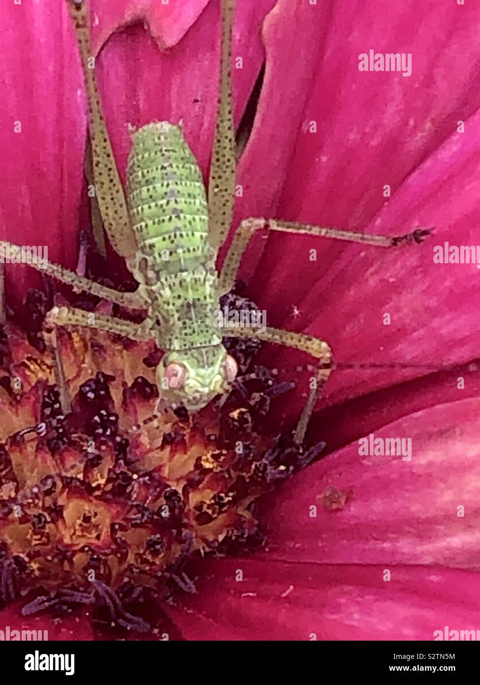 Summer Bugs High Resolution Stock Photography and Images - Alamy